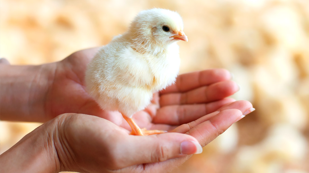 British poultry farmers welcome updated welfare code - The British ...