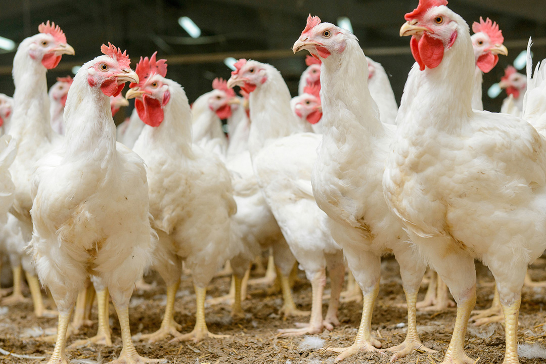 Introduction to Marketing Standards for Free-Range and Organic Poultry ...